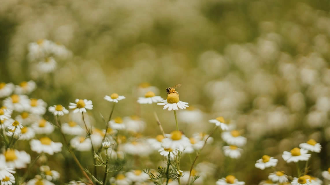 Apigenina: El flavonoide que puede transformar tu salud y bienestar